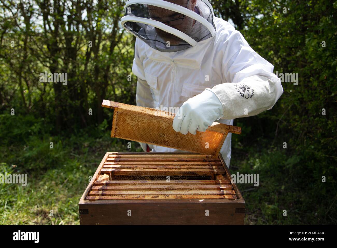 Beekeeper removing super frames from a British Standard National ...