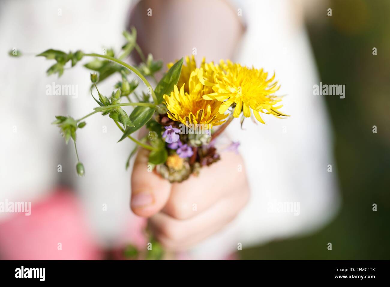 Hand picked meadow flower bouquet hi-res stock photography and images ...