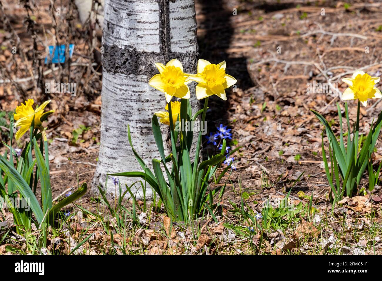 Opening flower exhibition hi-res stock photography and images - Alamy