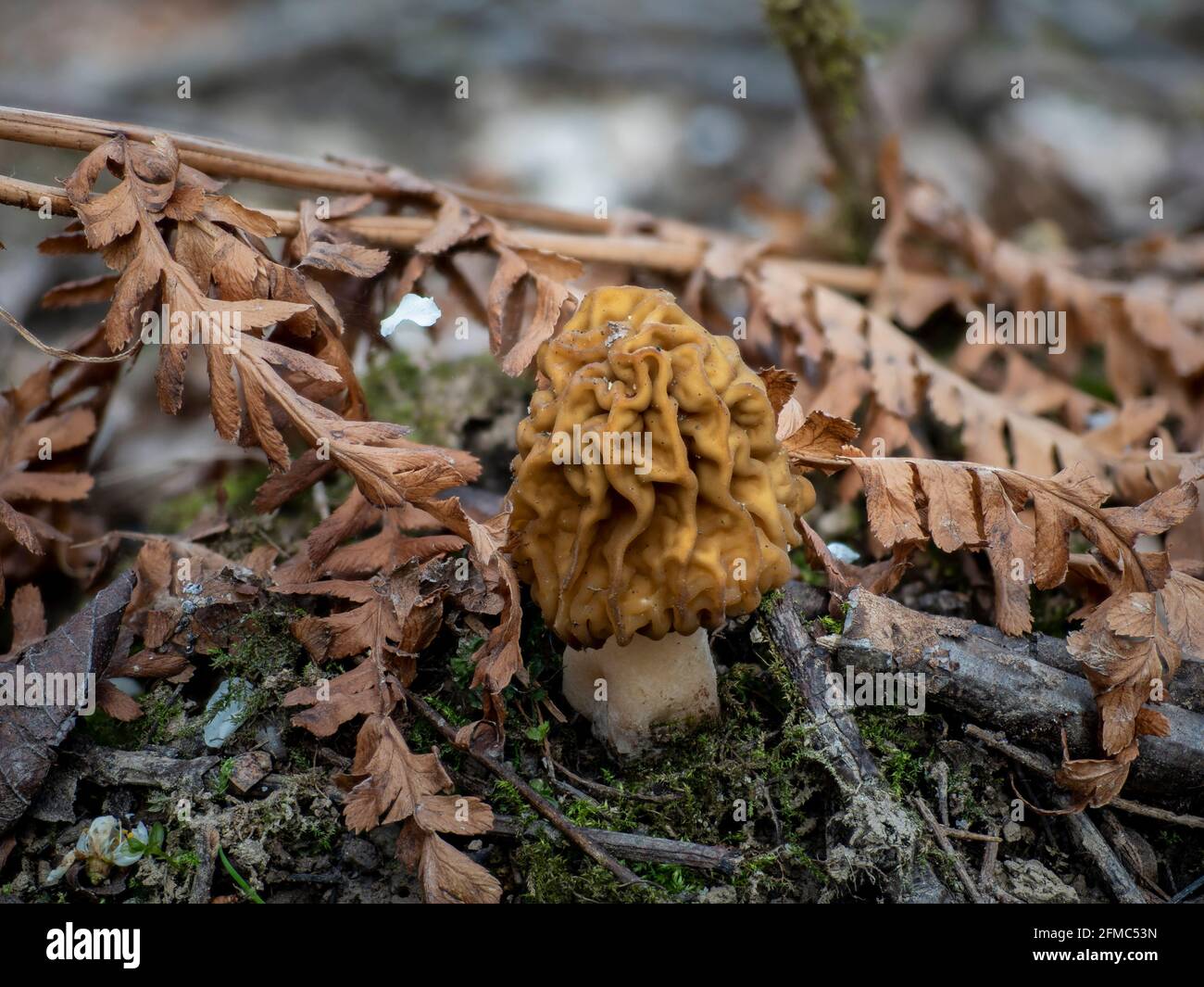 The Early False Morel (Verpa bohemica) is an edible mushroom , an ...