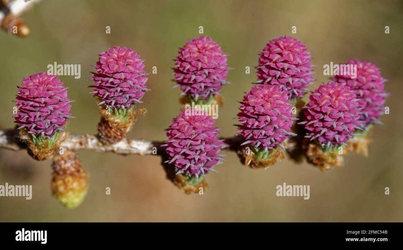 Young ovulate cones of larch tree in spring, beginning of May Stock ...