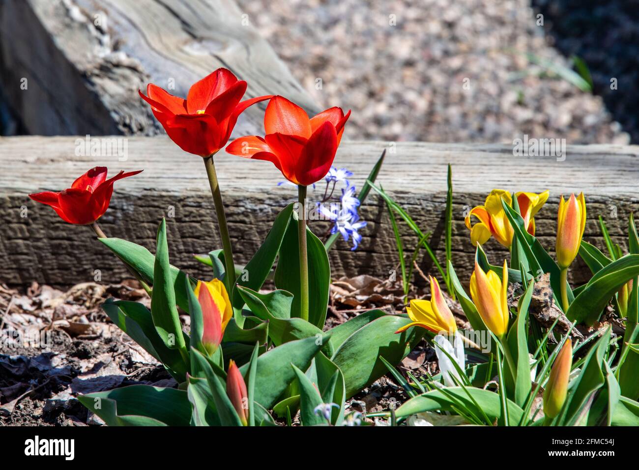 Spring Flowers in Steamboat Springs Botanical Garden on Opening Day ...