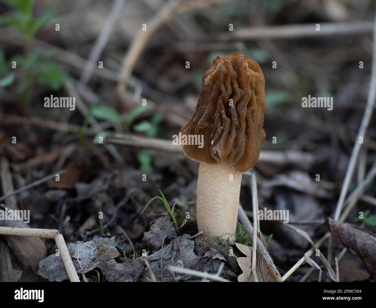 Edible mushroom verpa bohemica hi-res stock photography and images - Alamy
