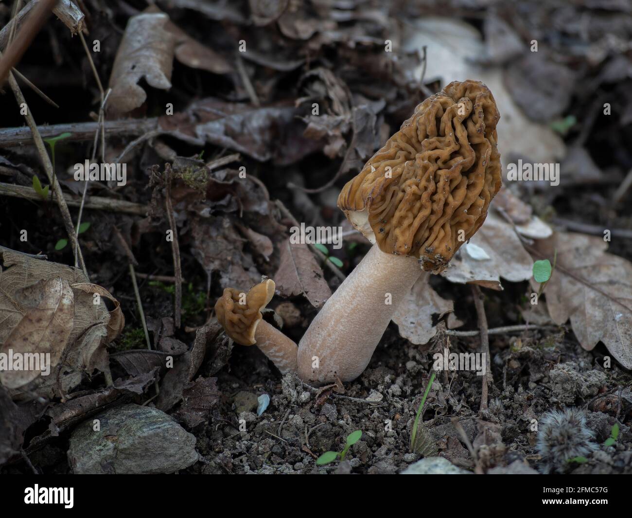 The Early False Morel (Verpa bohemica) is an edible mushroom , an ...