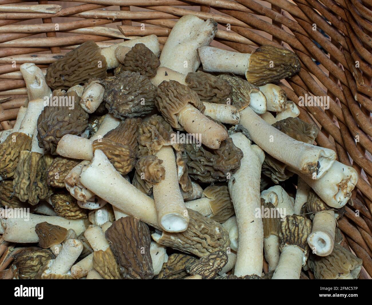 The Early False Morel (Verpa bohemica) is an edible mushroom , an ...