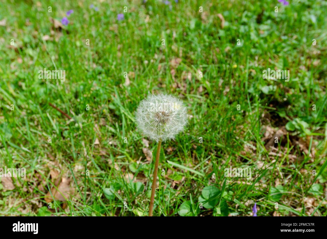 Dandelion with seeds ready for dispersal Stock Photo - Alamy
