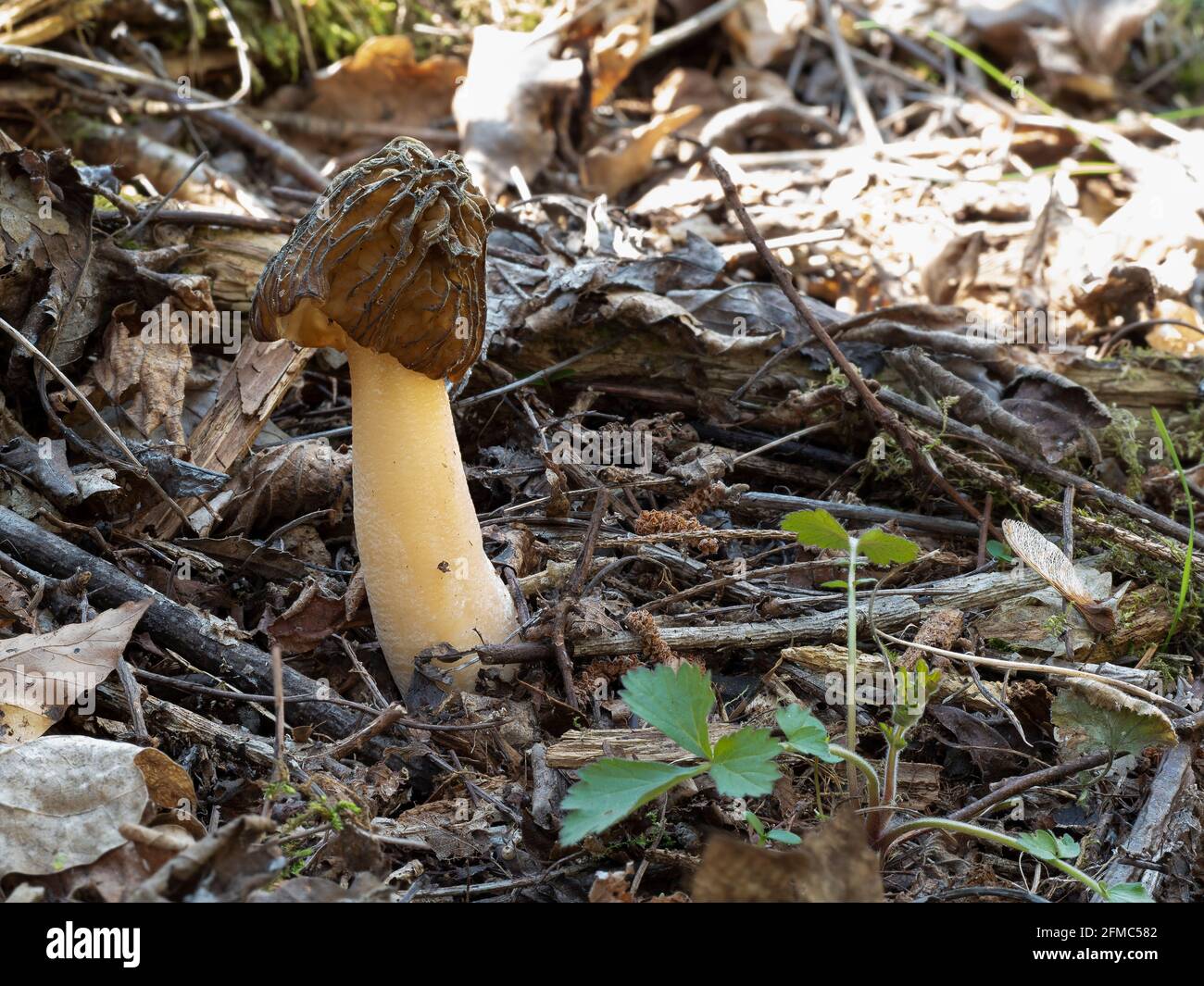 The Early False Morel (Verpa bohemica) is an edible mushroom , an ...