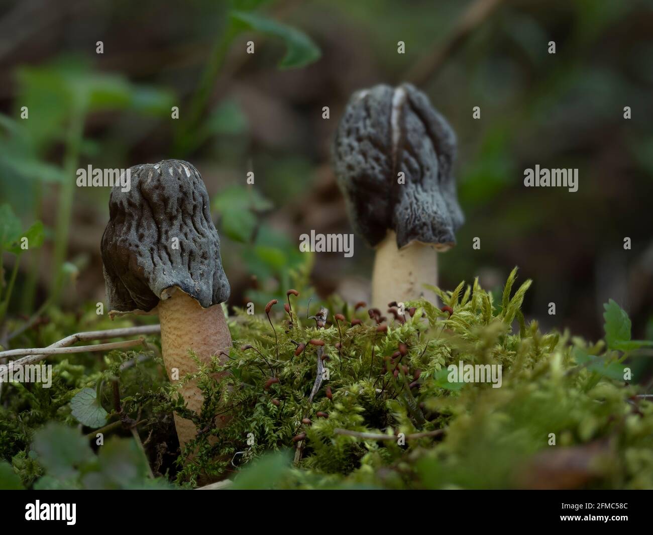 The bell morel (Verpa bohemica) is an edible mushroom , an intresting ...