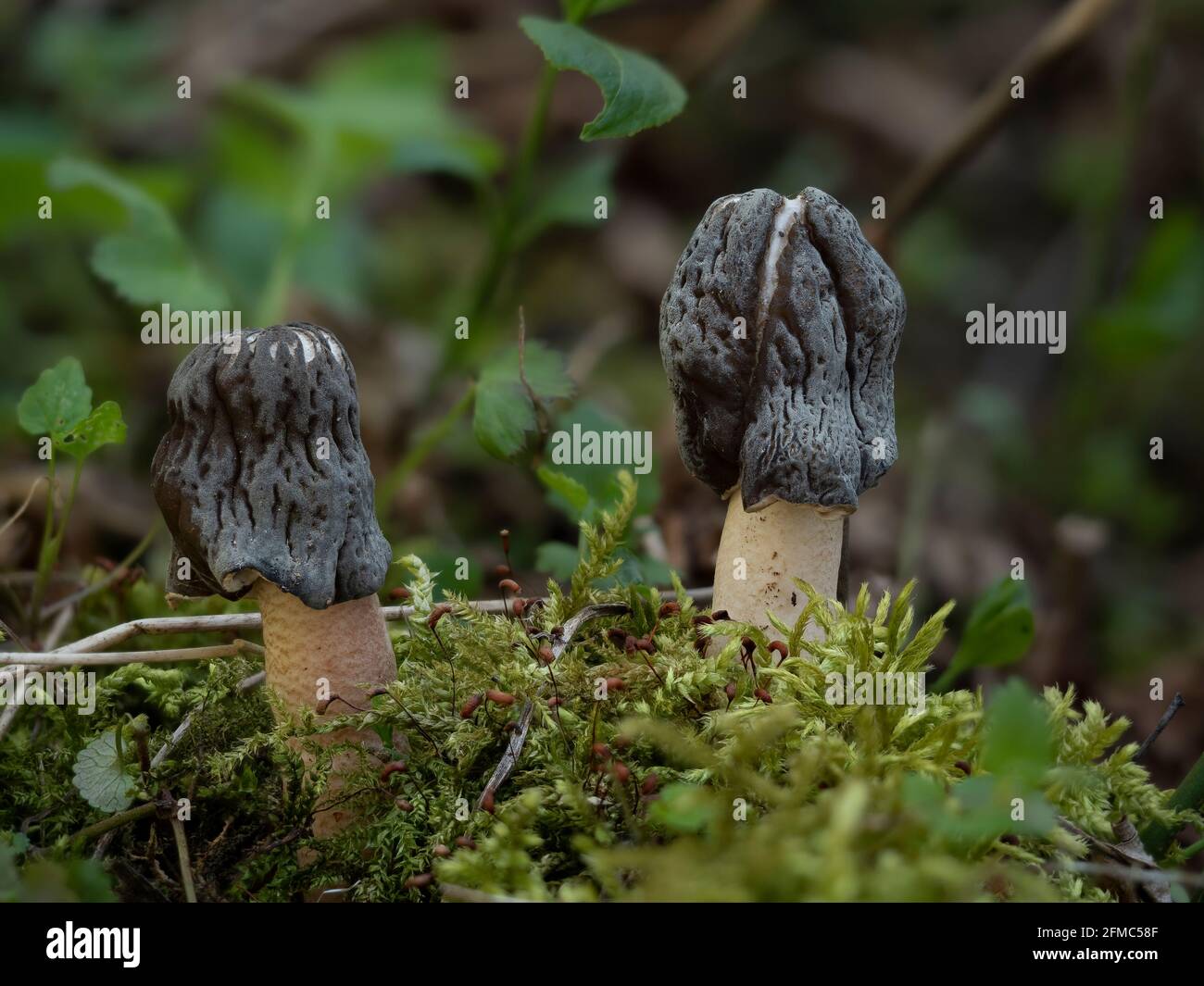 The bell morel (Verpa bohemica) is an edible mushroom , an intresting ...