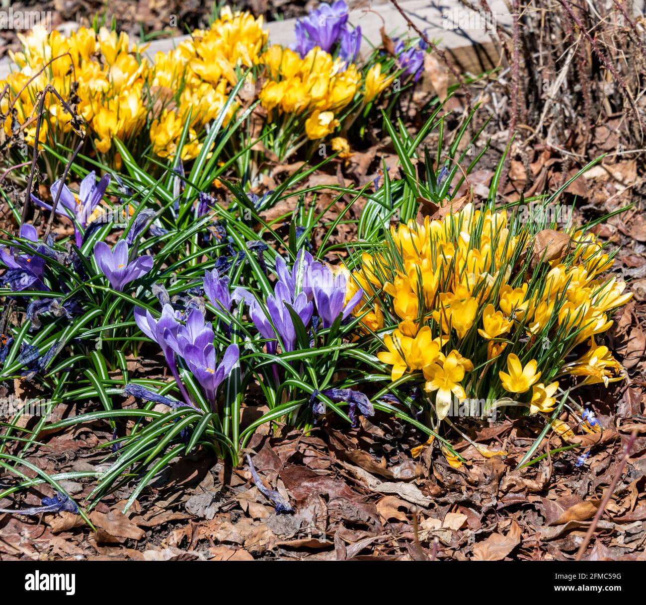 Green spring backgrounds abstract flower hi-res stock photography and ...