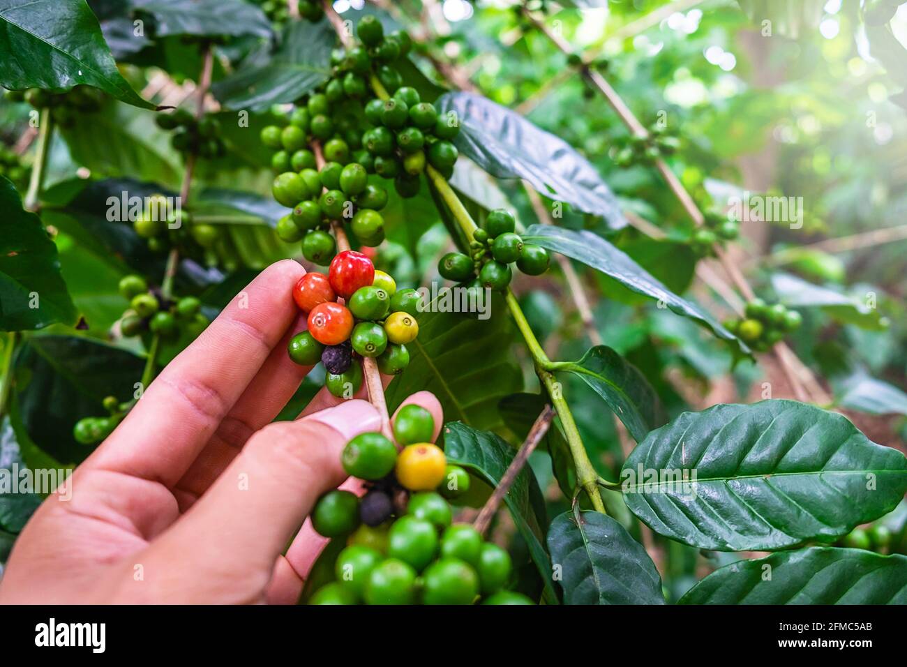 Raw coffee beans from coffee trees Stock Photo - Alamy