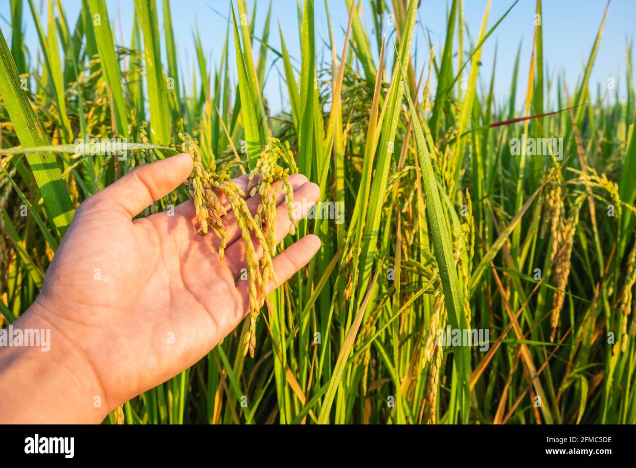 Hands full rice hi-res stock photography and images - Alamy