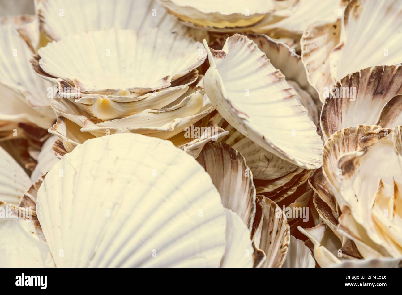Open scallop shell hi-res stock photography and images - Alamy