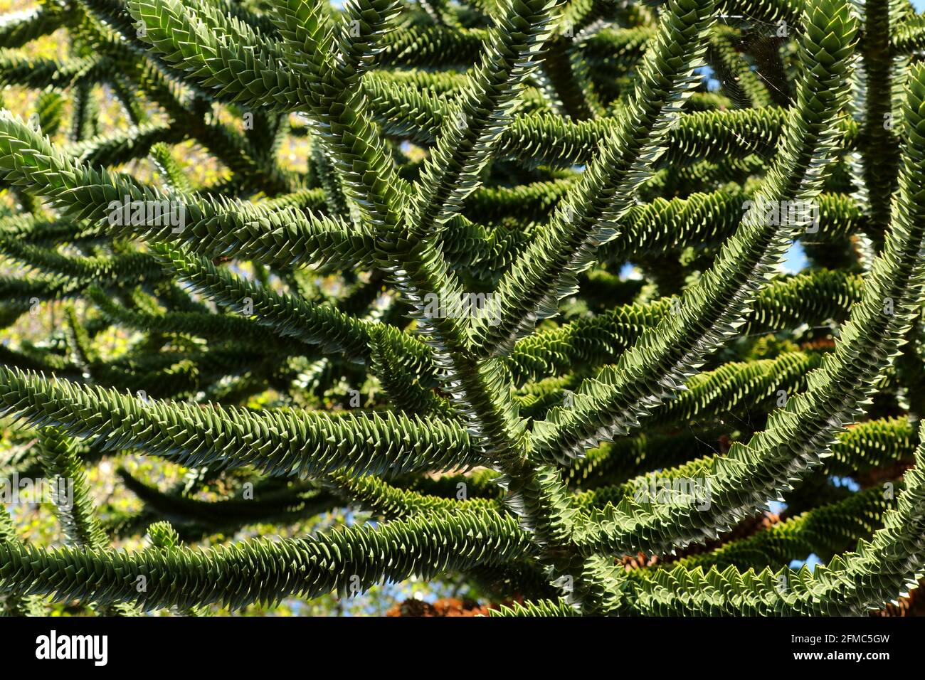 Devil monkey hi-res stock photography and images - Alamy