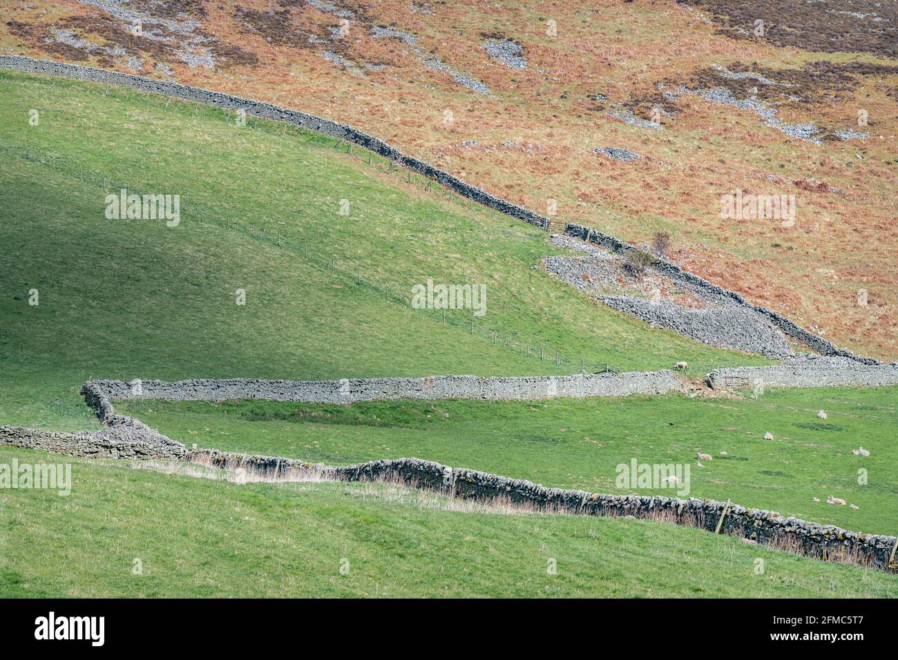 Dry stone walls enclosing sheep on the edge of moorland in the Scottish ...