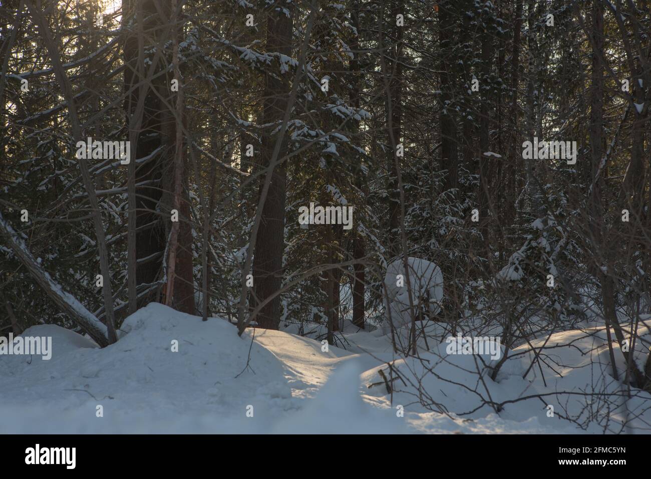 Taiga russia hi-res stock photography and images - Alamy