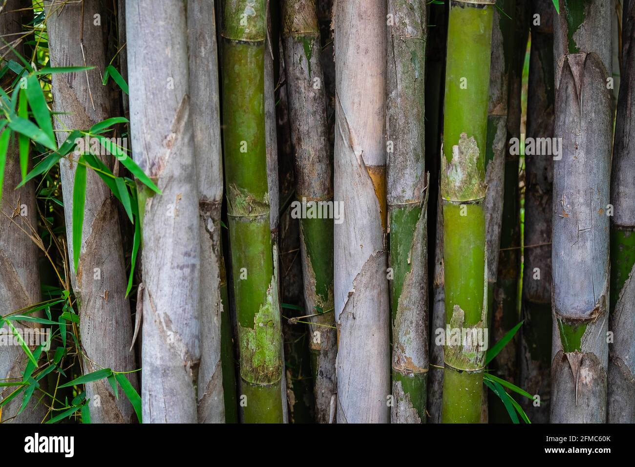 Natural background, bamboo tree and bamboo leaves Stock Photo - Alamy