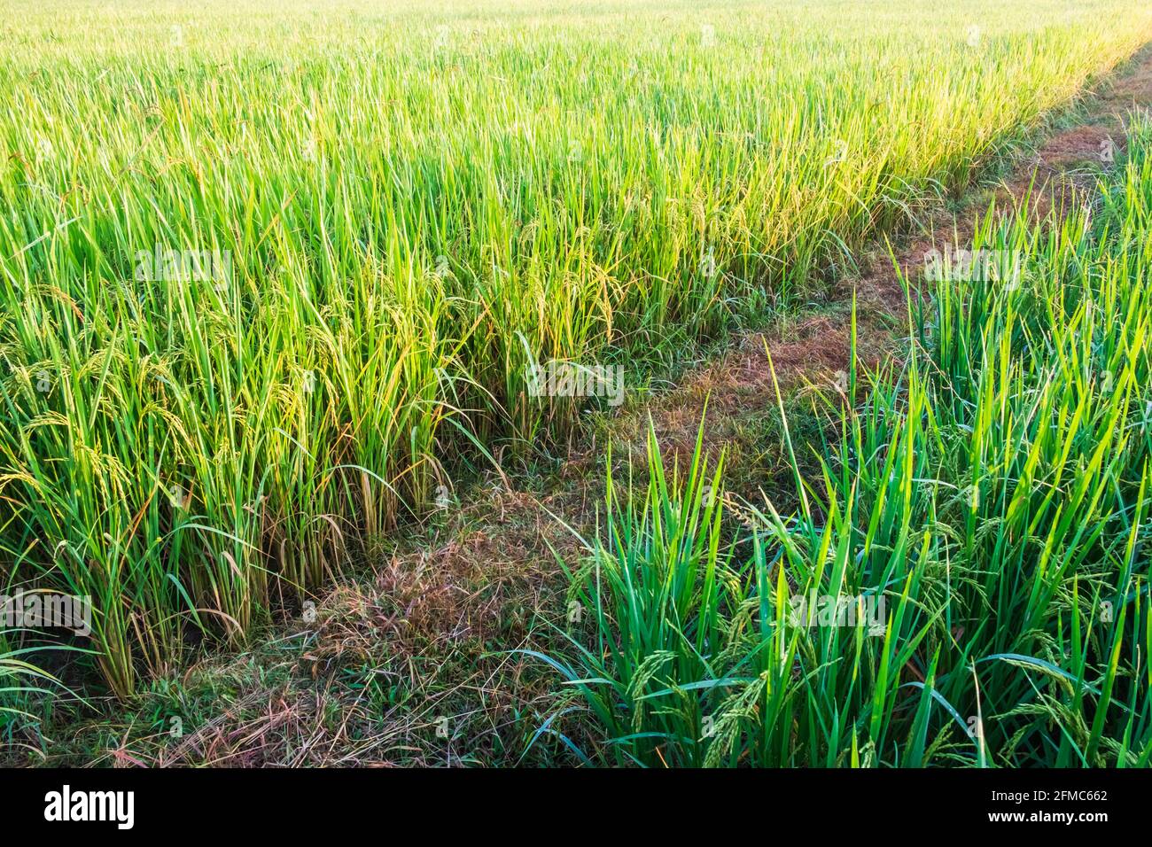 Rice plants in rice fields Stock Photo - Alamy