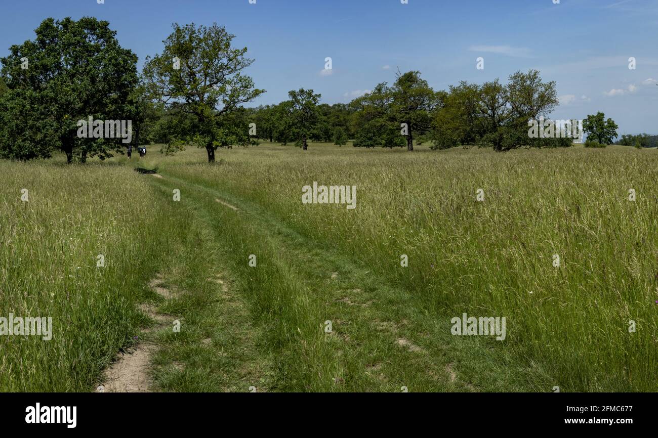Path in a field with trees on a sunny day Stock Photo - Alamy