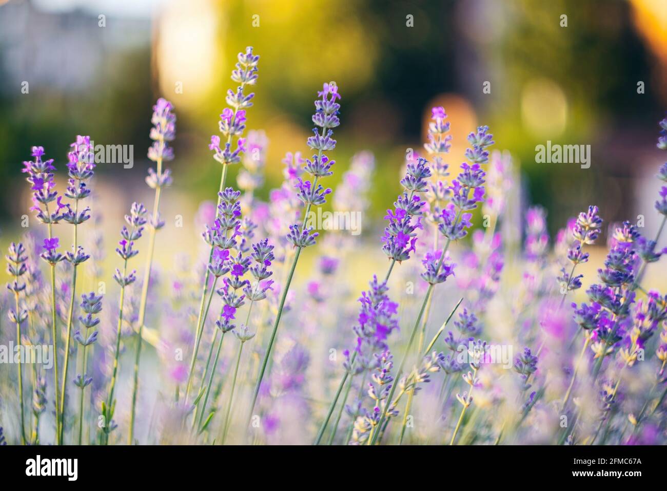 Vivid purple lavender flowers are blooming in the herb garden Stock ...