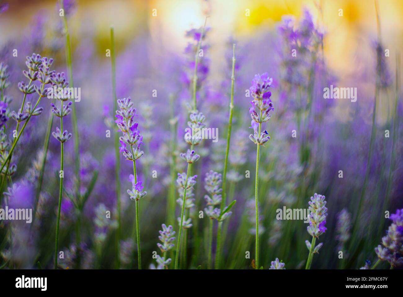Vivid purple lavender flowers are blooming in the herb garden Stock ...