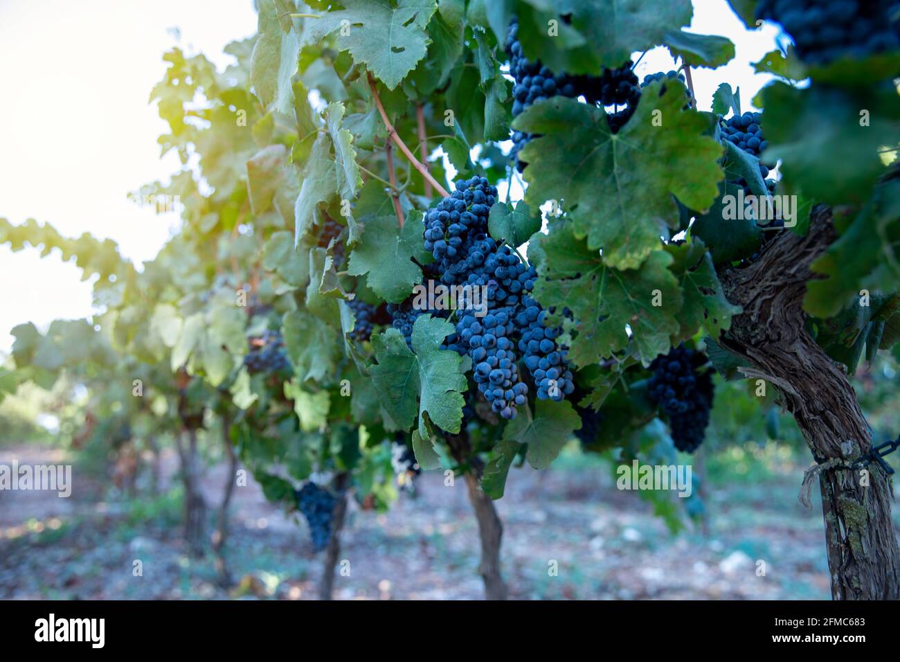Grapes Wineries. Ripe dark purple grapes on vines tree at wine harvest ...