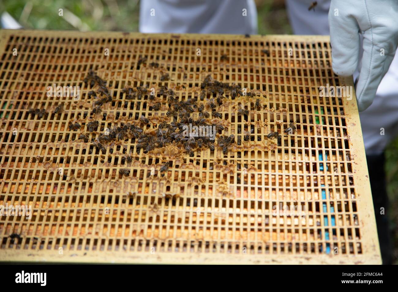 Beekeeper removing a queen excluder from a hive Stock Photo - Alamy