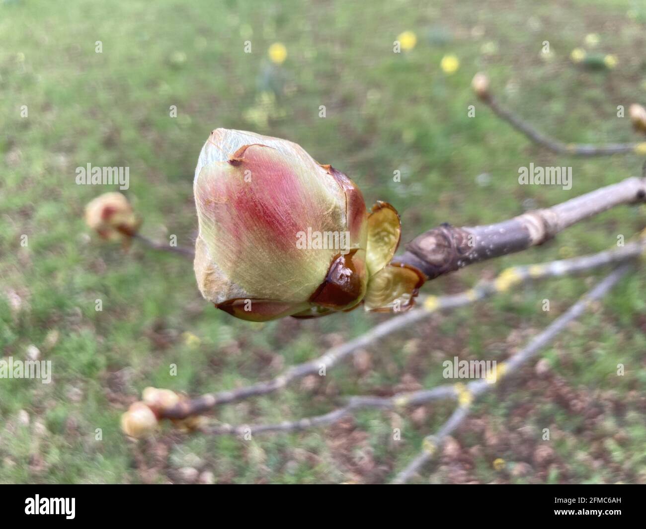 Closeup shot of a chestnut bud on the branch of a tree in the field ...
