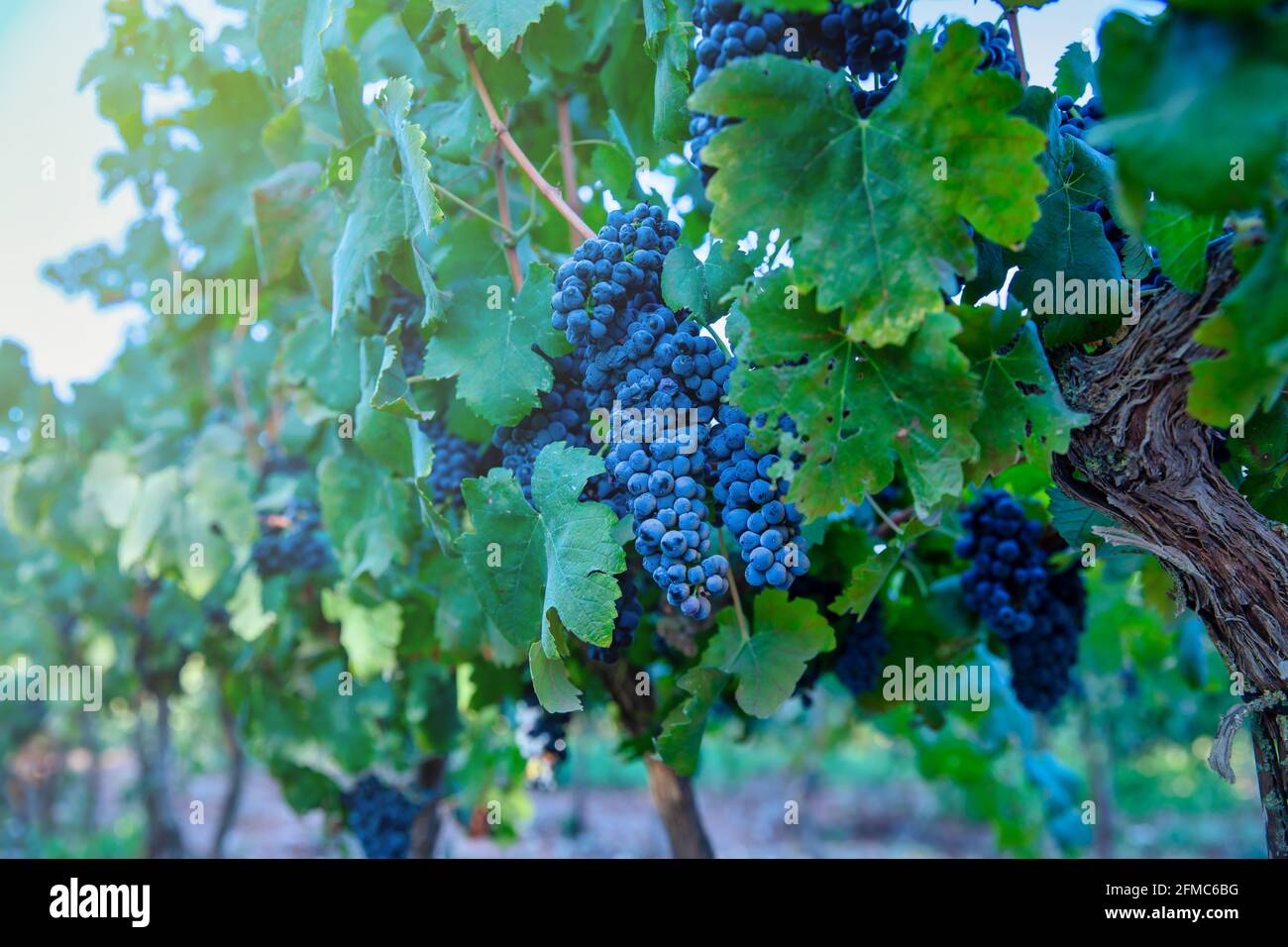 Grapes Wineries. Ripe dark purple grapes on vines tree at wine harvest ...