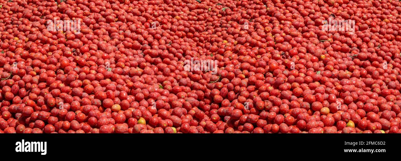 Tomatoes background. Group of fresh harvested tomatoes Stock Photo - Alamy
