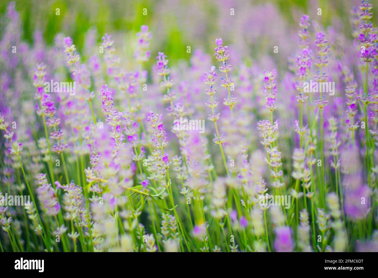 Vivid purple lavender flowers are blooming in the herb garden Stock ...
