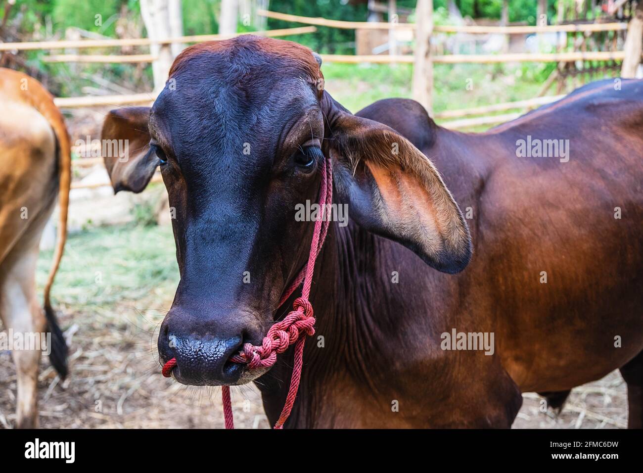 Happy milk cow calves hi-res stock photography and images - Alamy