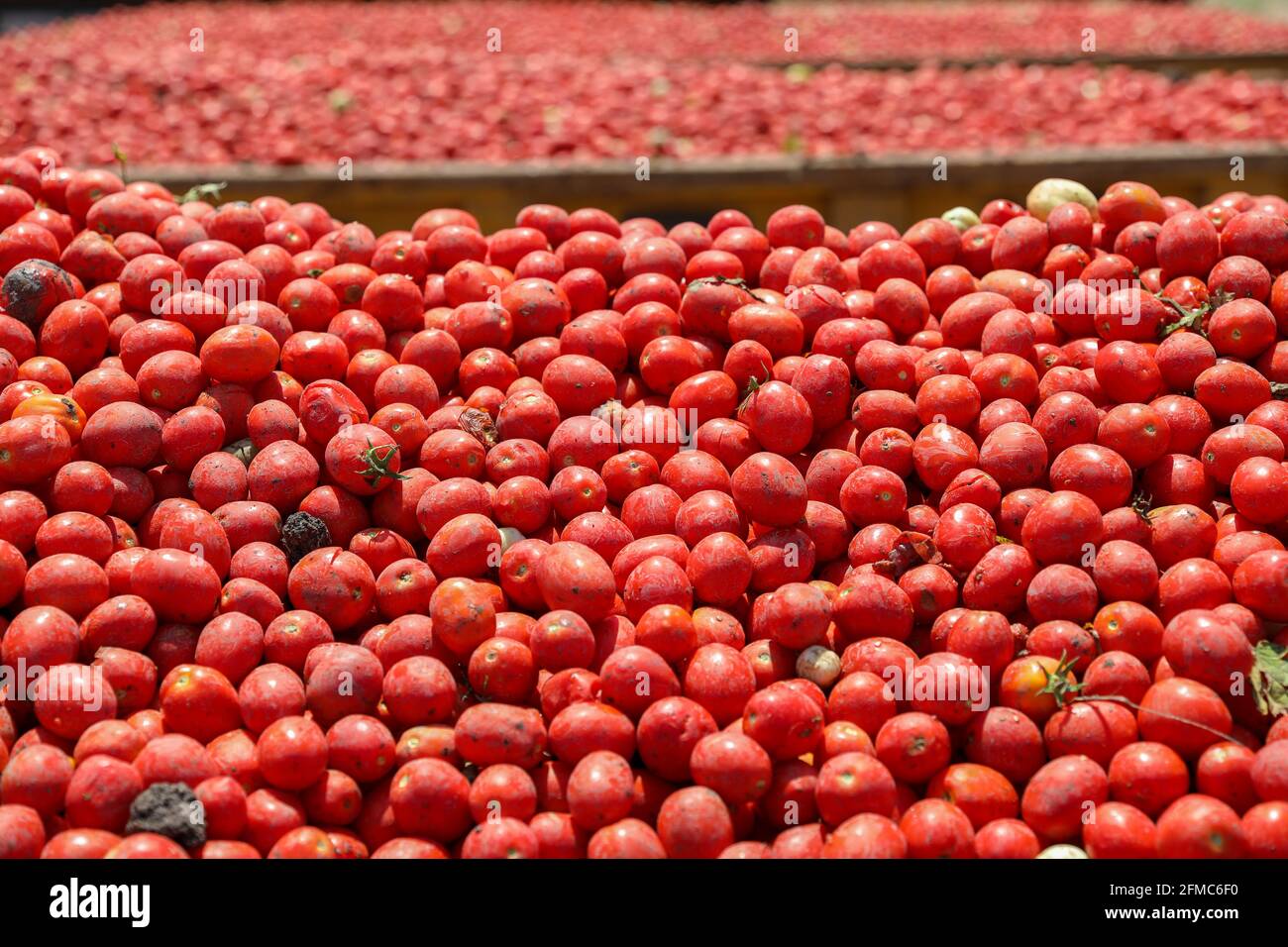 Tomatoes background. Group of fresh harvested tomatoes Stock Photo - Alamy