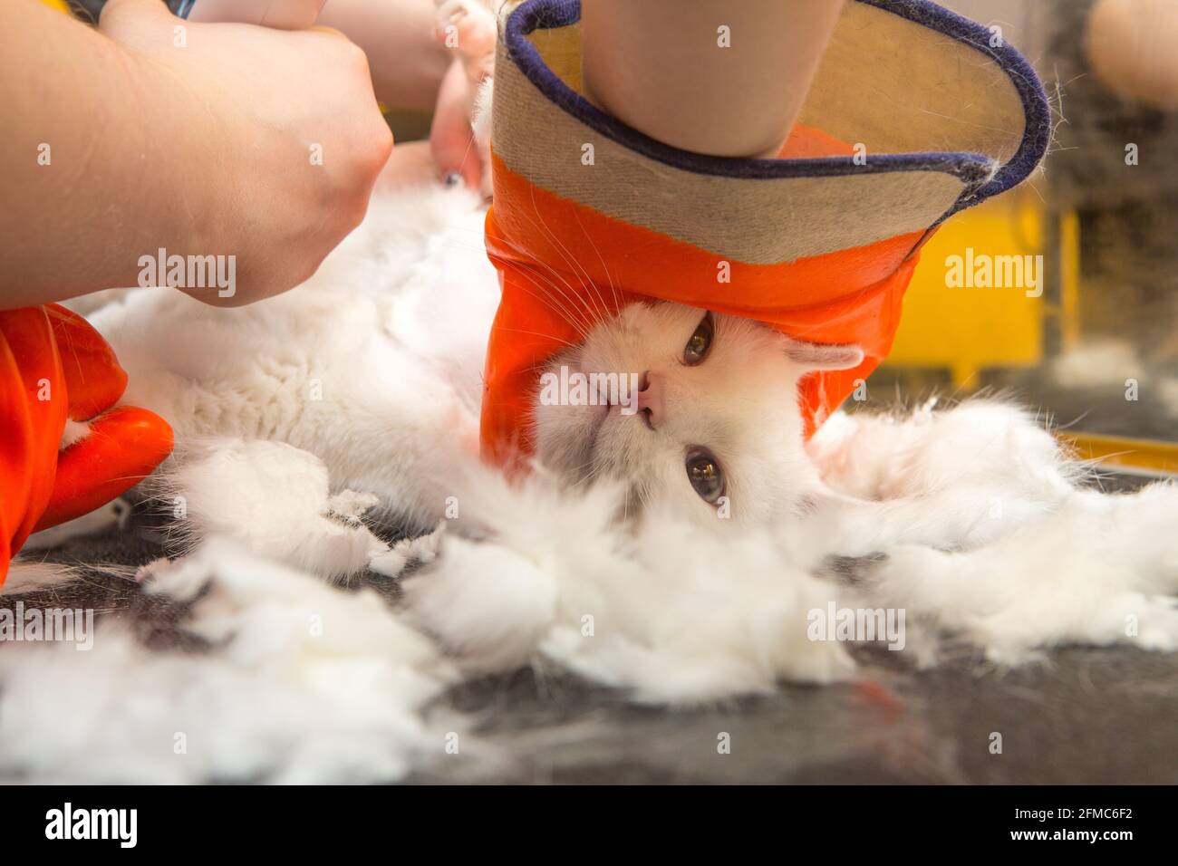 Cat grooming in pet grooming salon. Woman uses the trimmer for trimming ...
