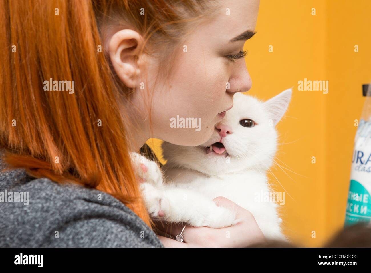 Beautiful cat in a beauty salon. Grooming animals, washing a bathing ...