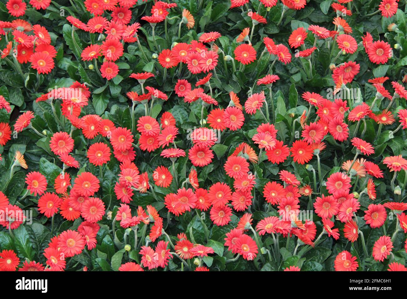 Daisy flower plants hi-res stock photography and images - Alamy