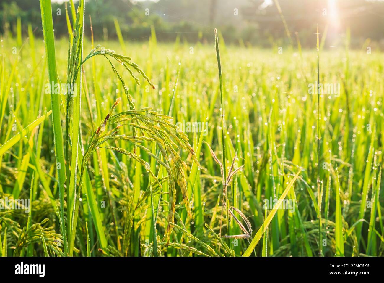 Close up rice plants yield ripening growing waiting for harvest Stock ...