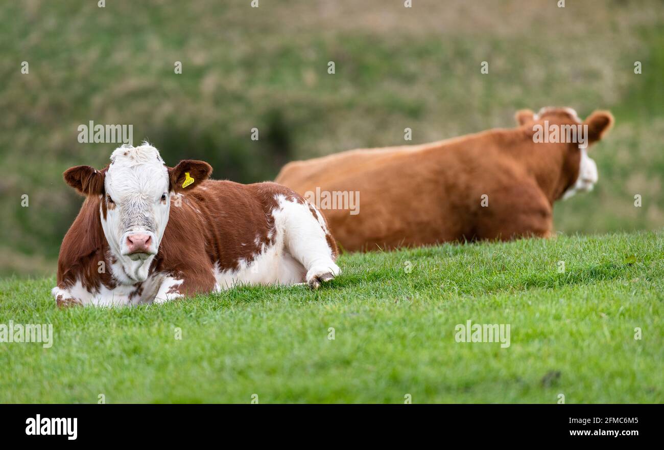 Cattle resting in a pasture field Stock Photo - Alamy