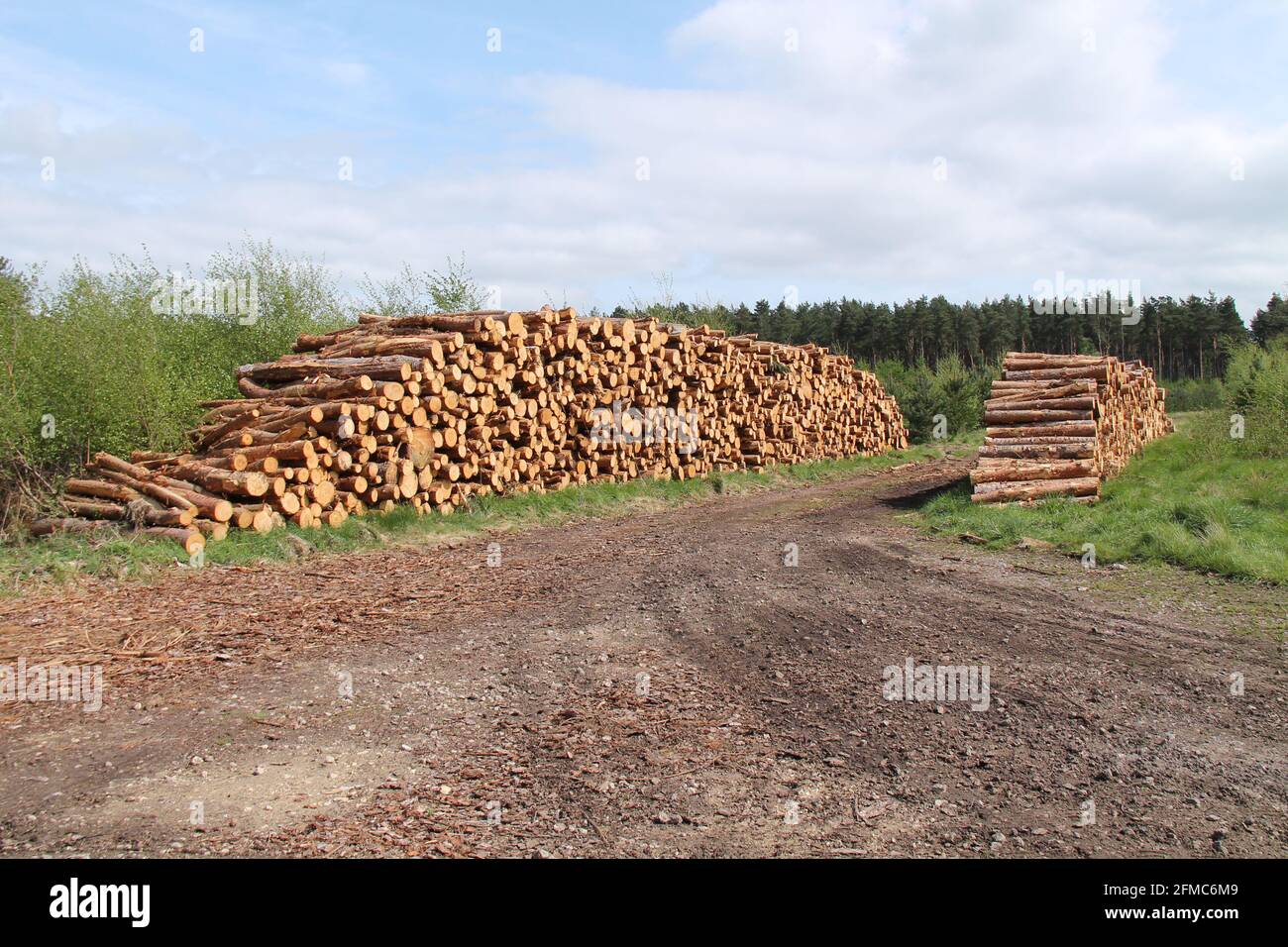 Two logs that were cut hi-res stock photography and images - Alamy