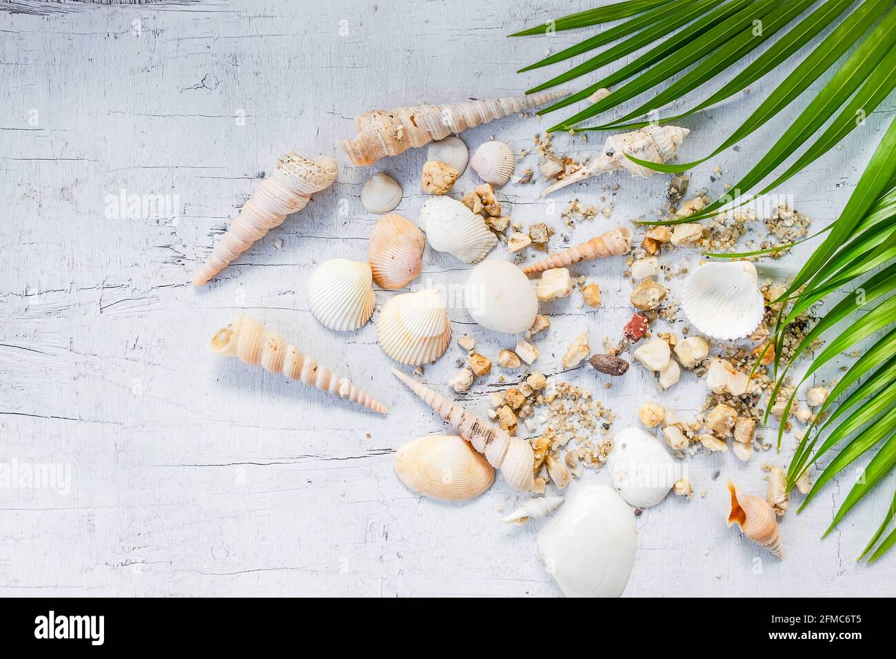 Seashells and sea concept Stock Photo - Alamy
