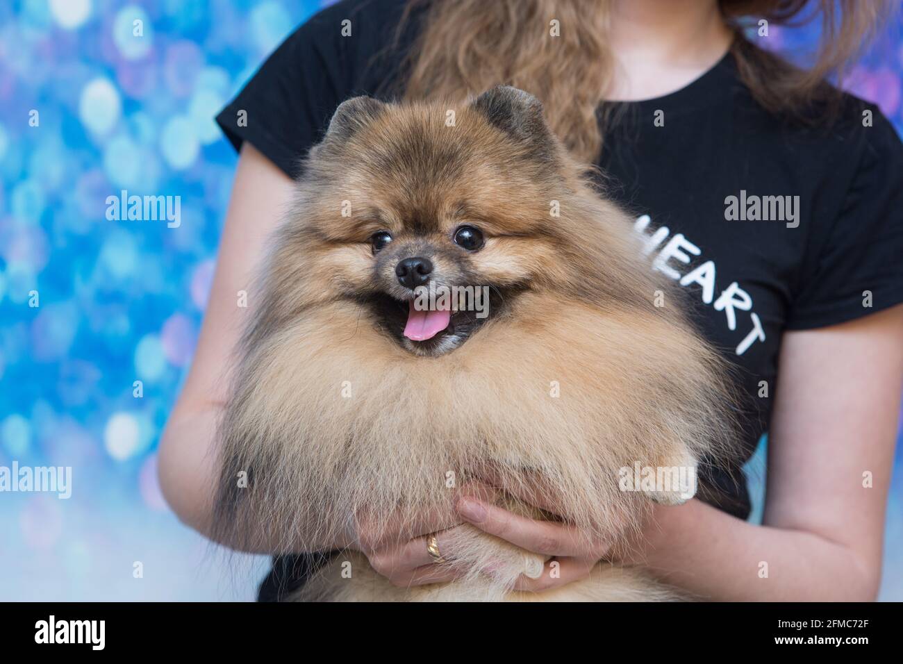 Grooming animals, grooming, drying and styling dogs, combing wool ...