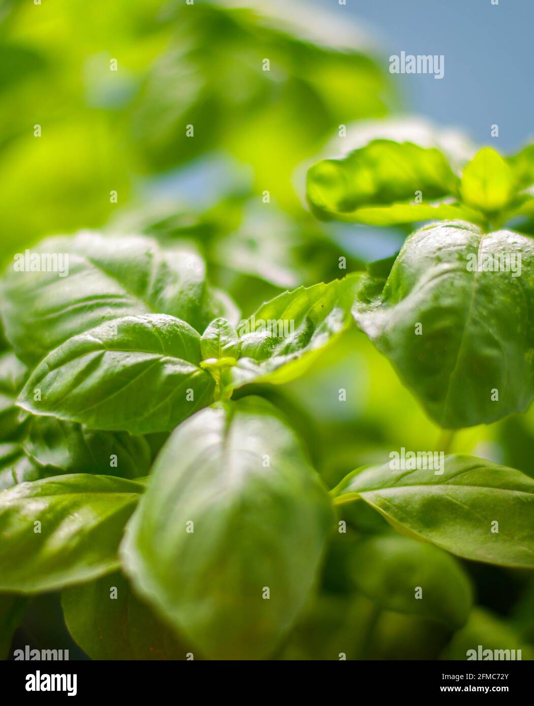 Neapolitan basil hi-res stock photography and images - Alamy