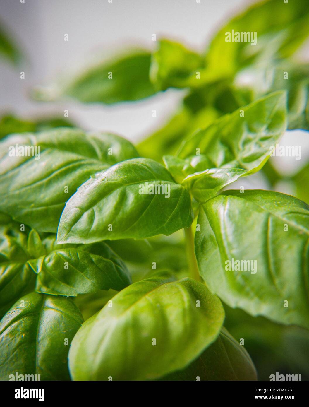 Neapolitan basil hi-res stock photography and images - Alamy