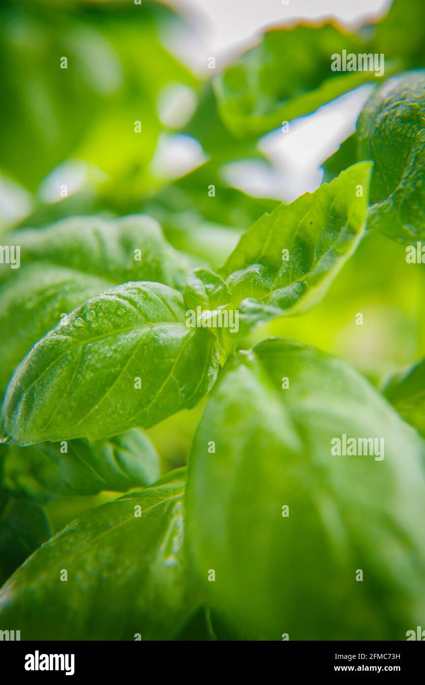 Neapolitan basil hi-res stock photography and images - Alamy