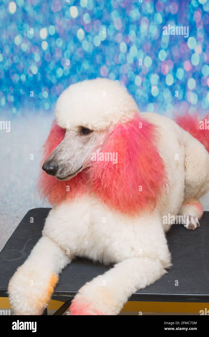How To Make Poodle Fur Fluffy