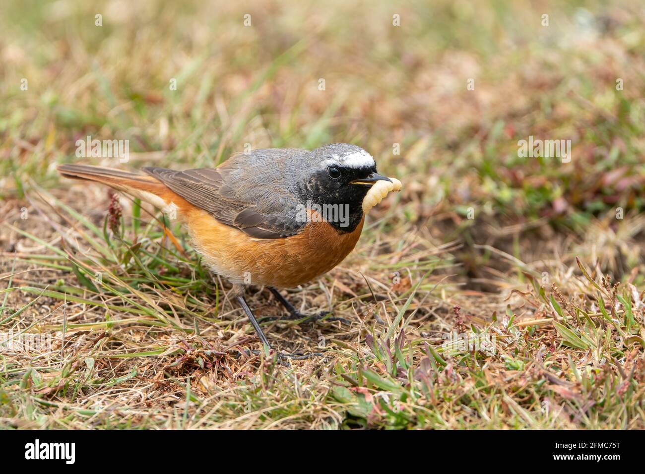 Male common redstart flying hi-res stock photography and images - Alamy