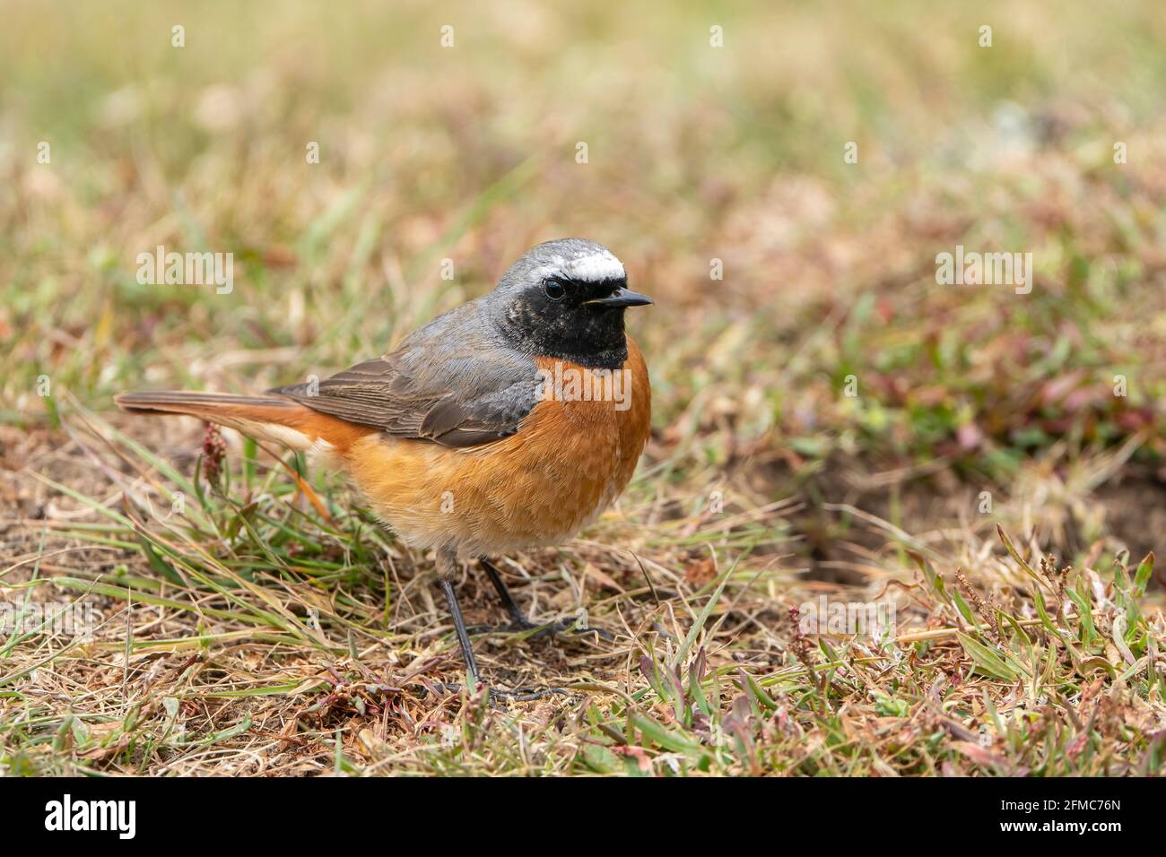 Male common redstart flying hi-res stock photography and images - Alamy