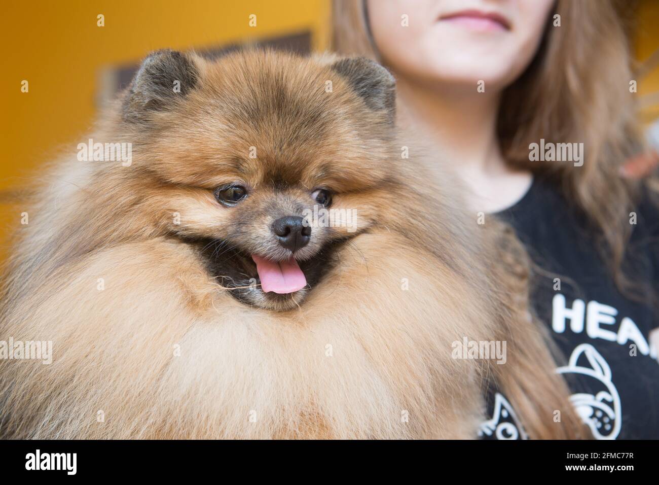 Grooming animals, grooming, drying and styling dogs, combing wool ...