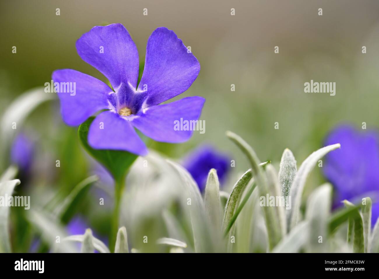Beautiful purple spring flowers with colorful natural background ...