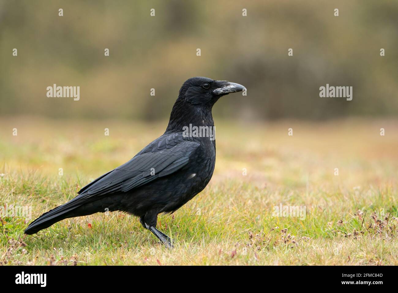 carrion crow, Corvus corone, single adult standing on short vegetation ...